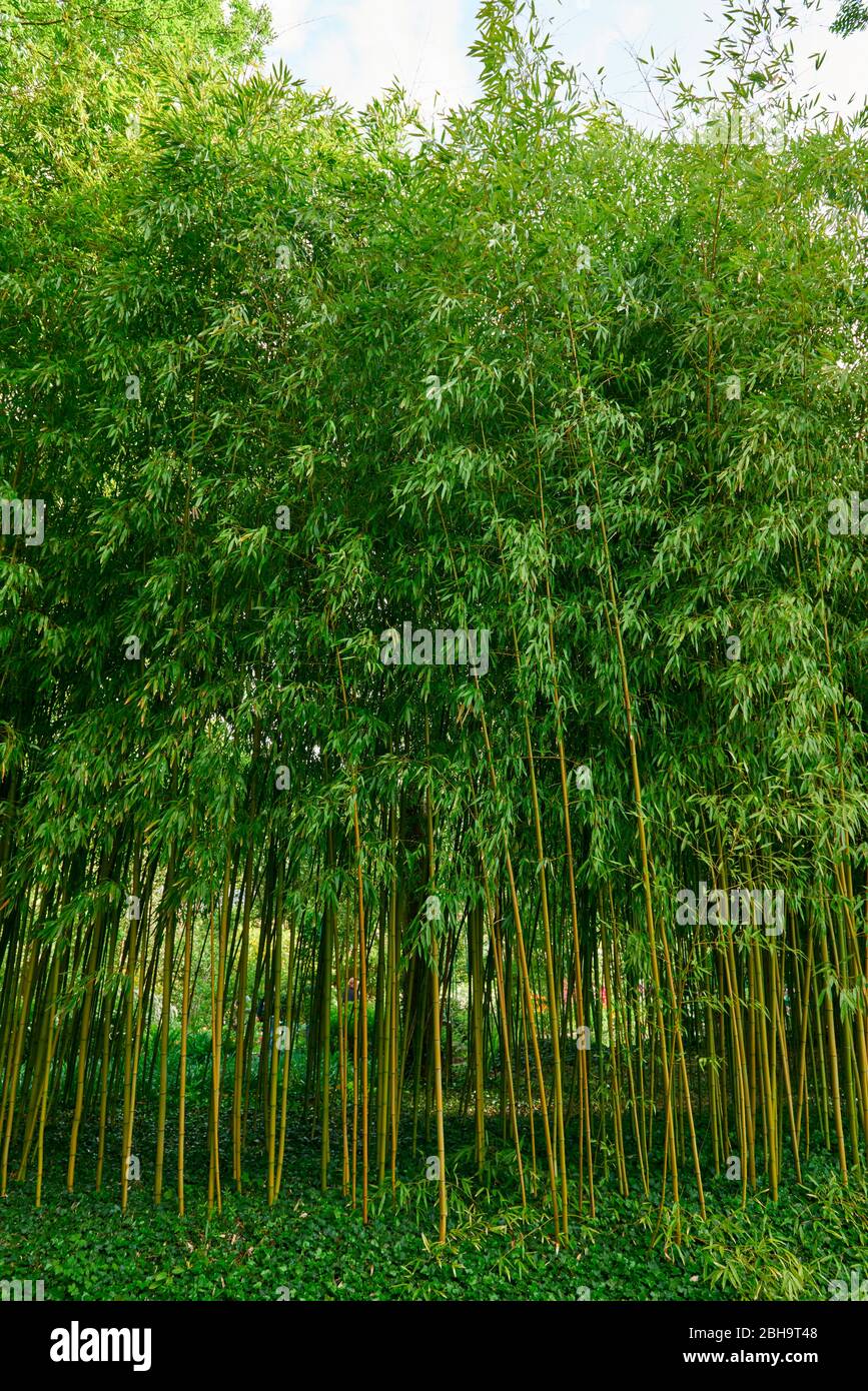 Claude monet foundation immagini e fotografie stock ad alta risoluzione ...