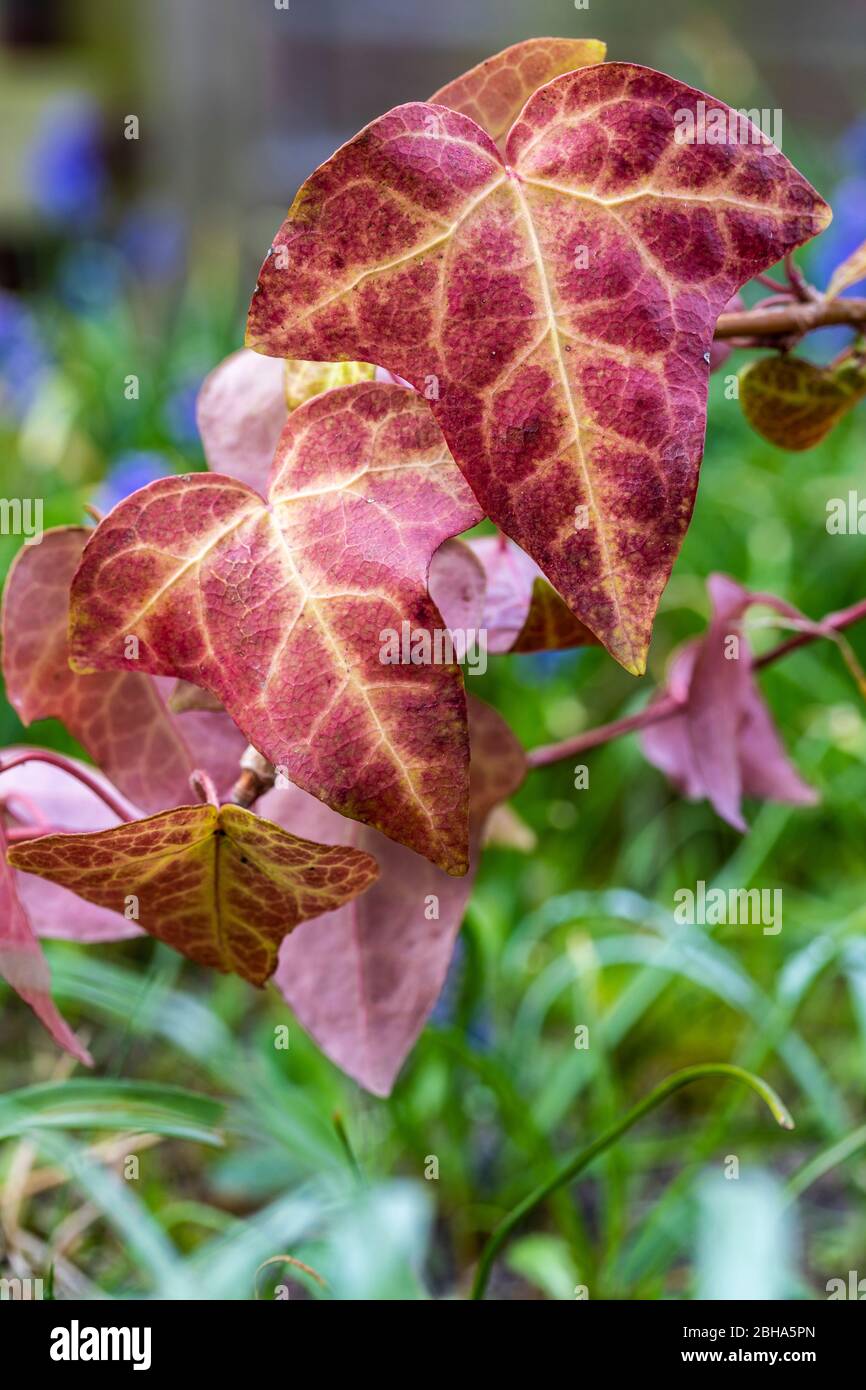 Edera comune immagini e fotografie stock ad alta risoluzione - Alamy