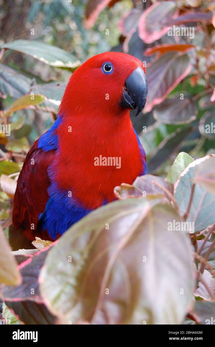 Pappagallo parrocchetto rosso blu nero immagini e fotografie stock ad ...