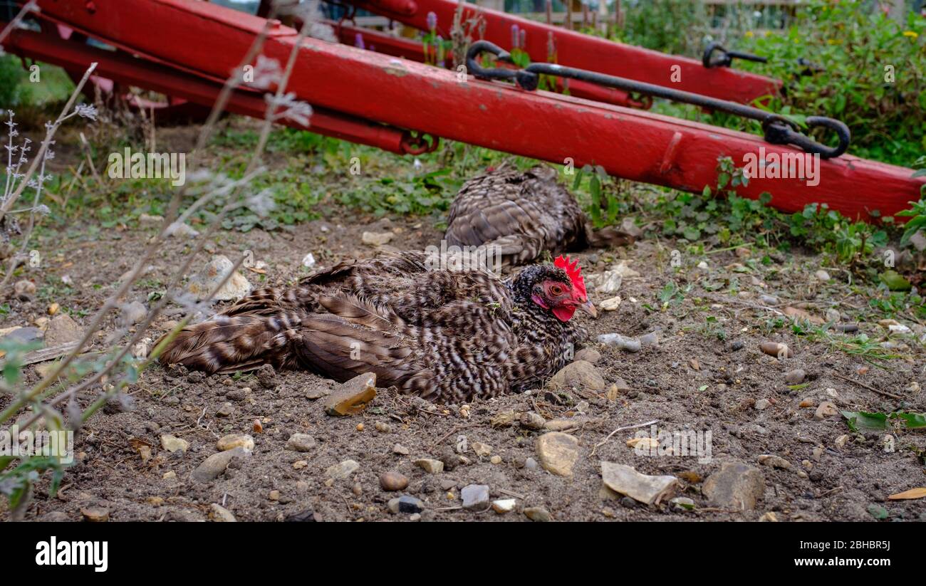 Polli da giardino immagini e fotografie stock ad alta risoluzione - Alamy