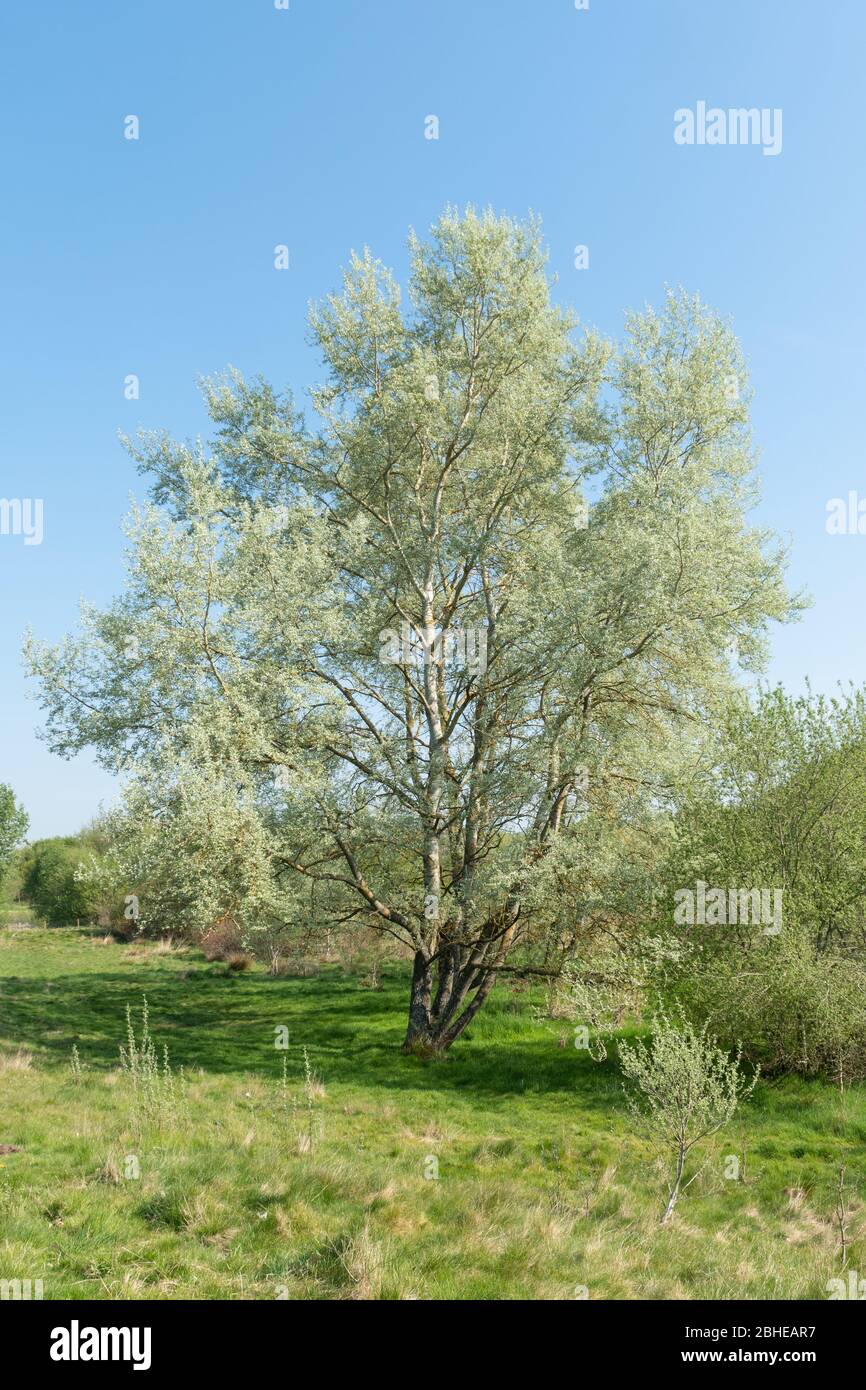 Albero di pioppo bianco (Populus alba, detto anche pioppo d'argento ...
