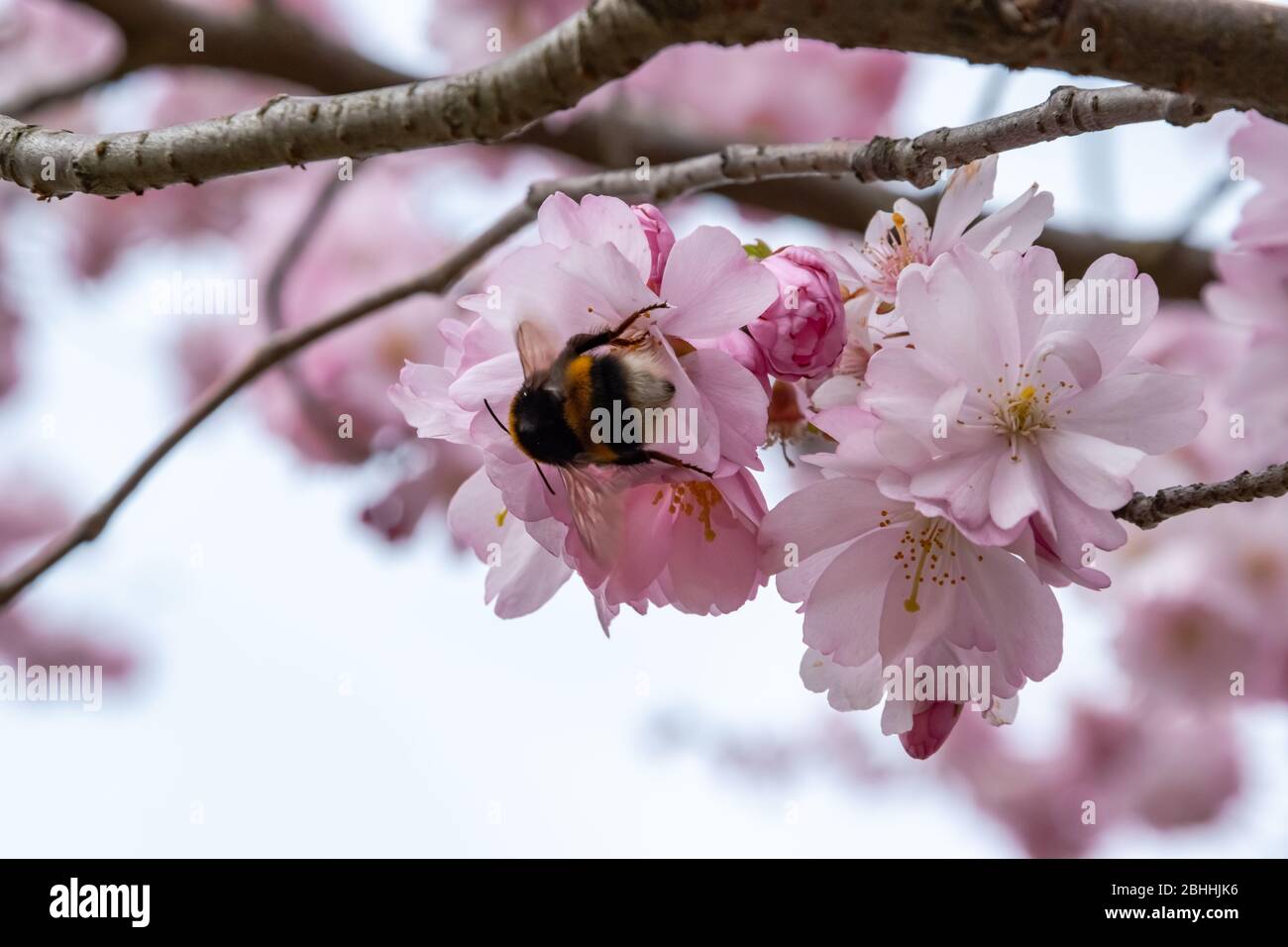 Matrimonio simbolo giapponese immagini e fotografie stock ad alta ...