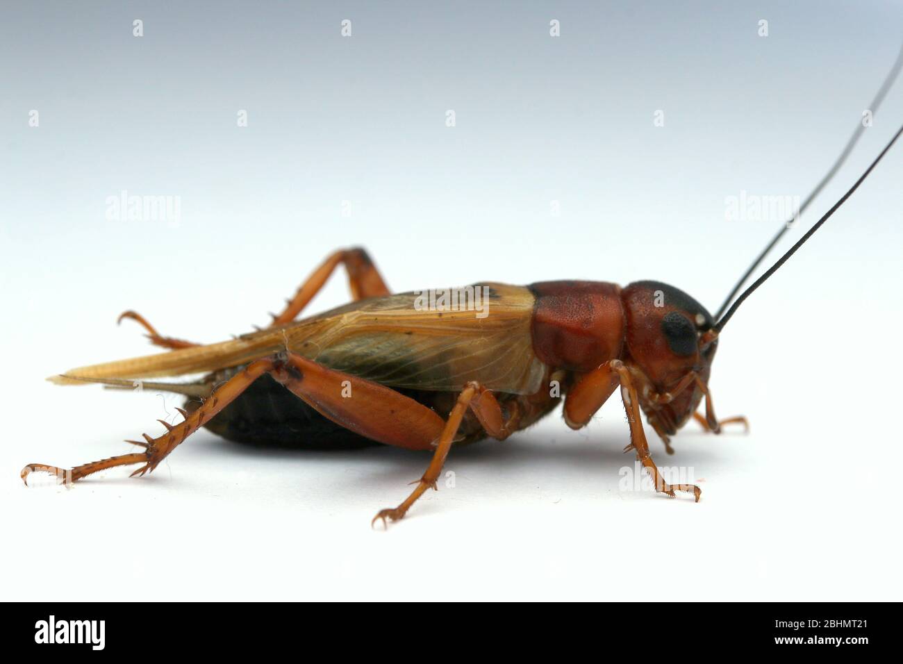 Cricket per geco immagini e fotografie stock ad alta risoluzione - Alamy