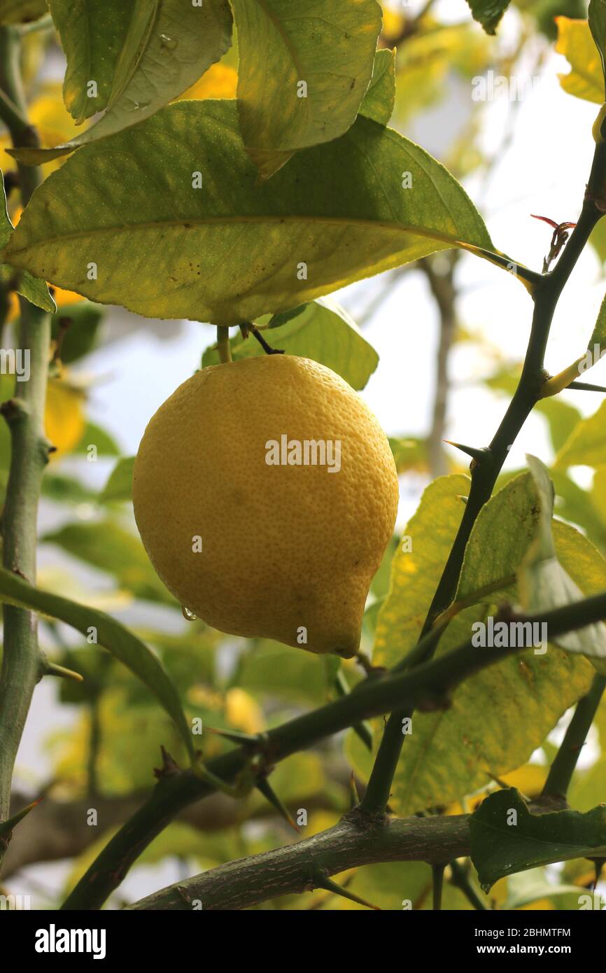 Albero di limone con spine immagini e fotografie stock ad alta ...