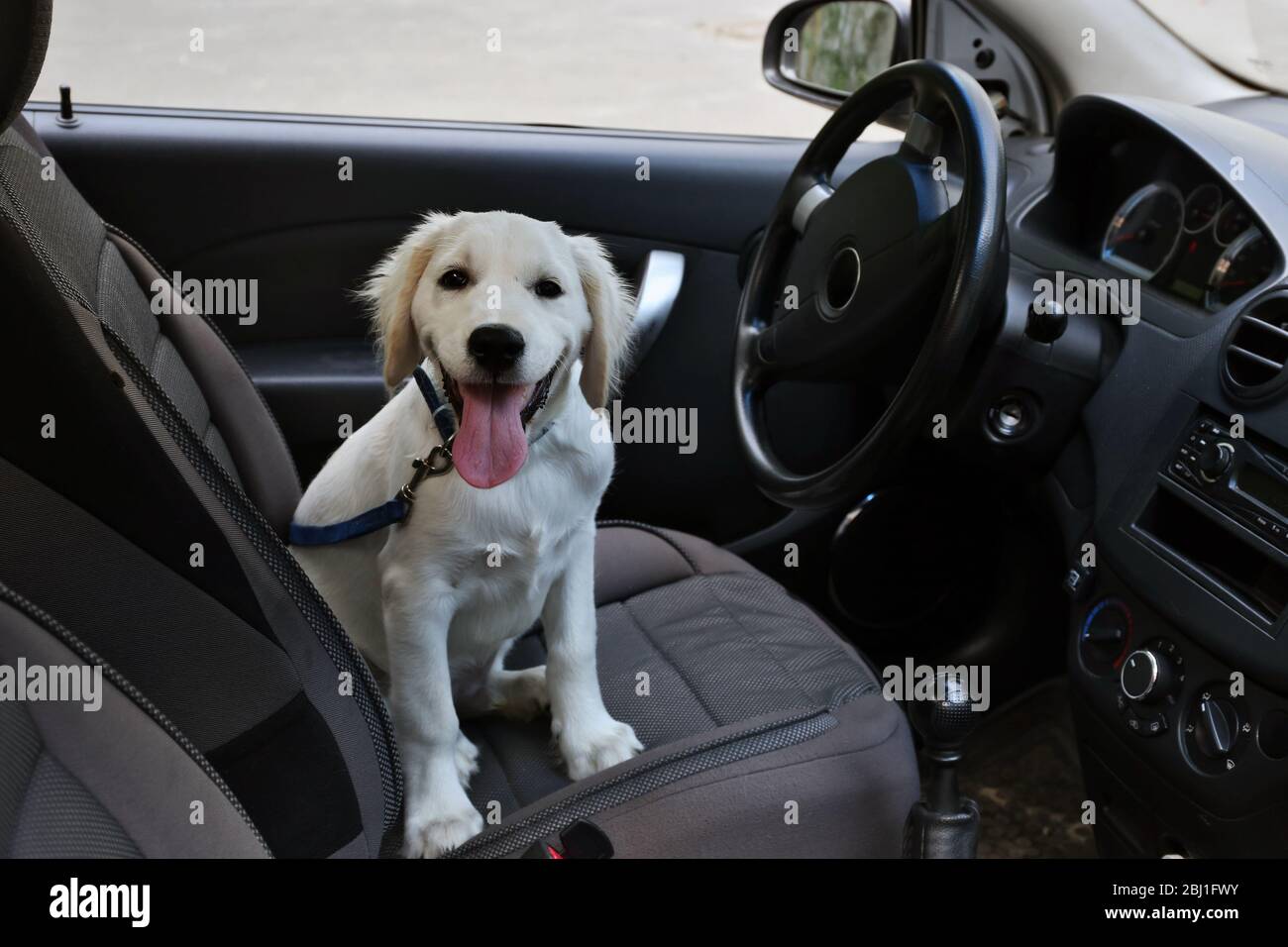 Guida labrador retriever immagini e fotografie stock ad alta ...