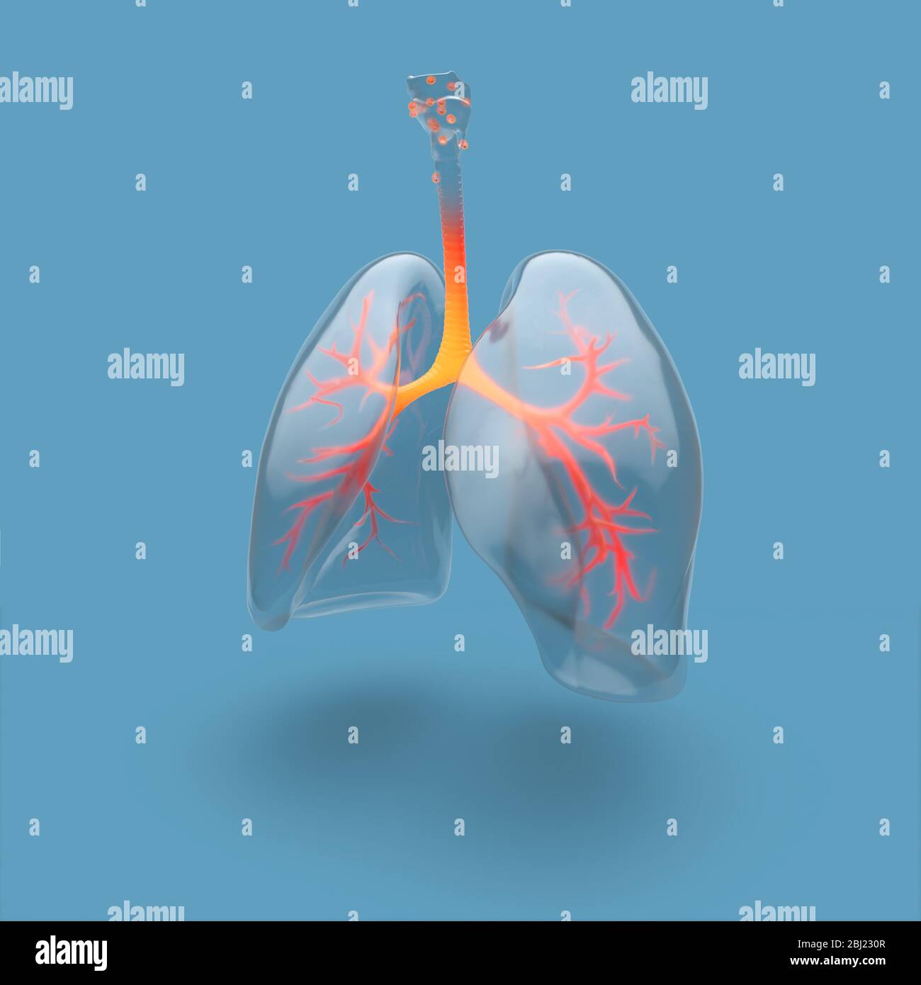 Bronchial tree immagini e fotografie stock ad alta risoluzione - Alamy