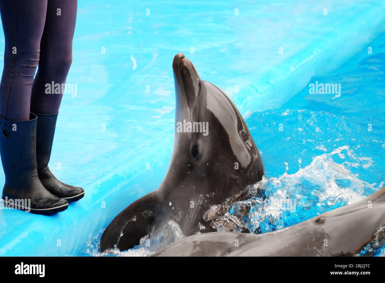 Graziosi delfini immagini e fotografie stock ad alta risoluzione - Alamy