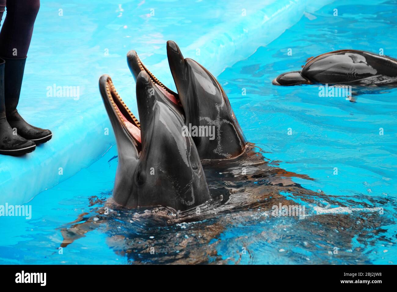 Graziosi delfini immagini e fotografie stock ad alta risoluzione - Alamy
