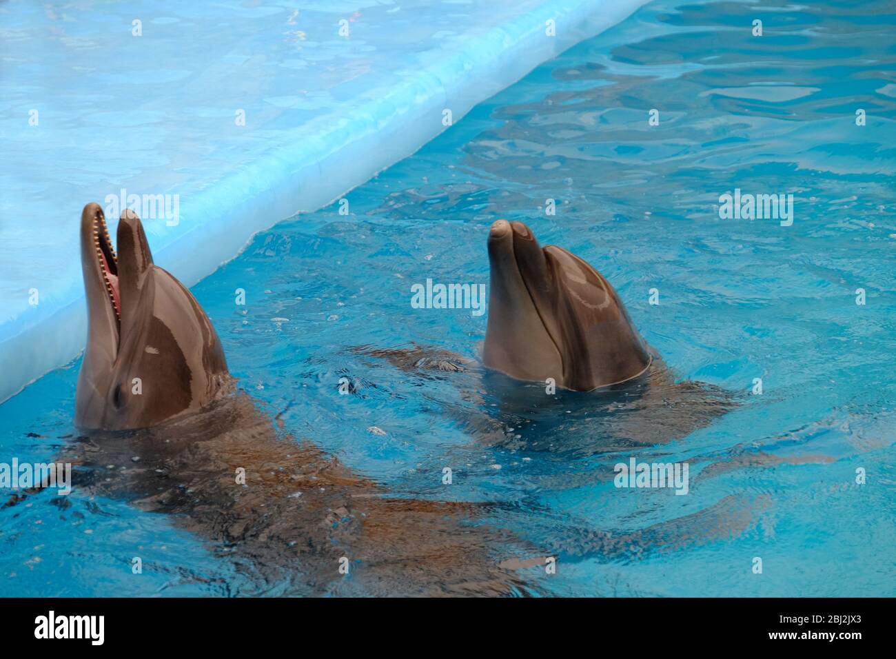 Graziosi delfini immagini e fotografie stock ad alta risoluzione - Alamy