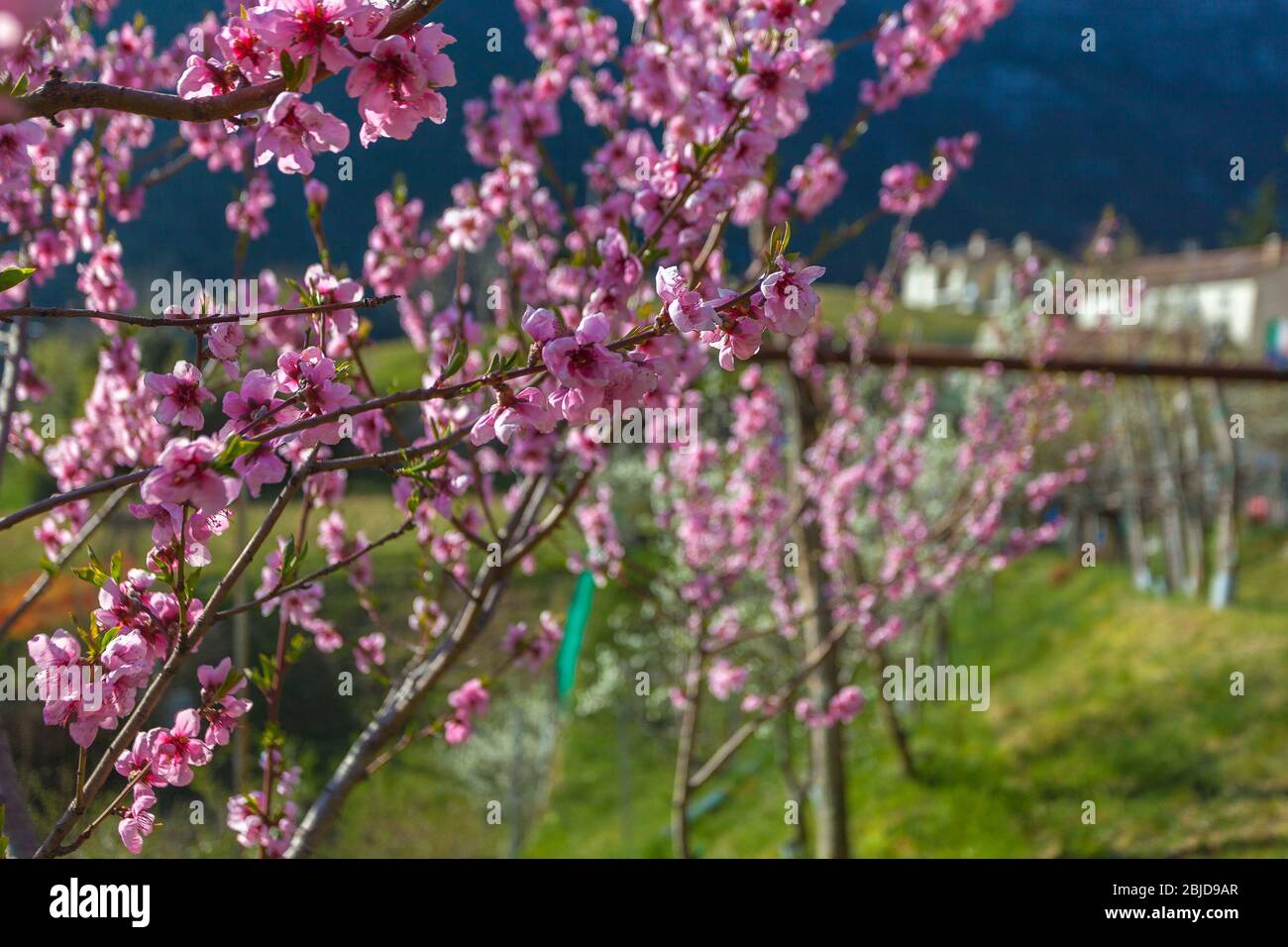 Rami di pesco in fiore immagini e fotografie stock ad alta risoluzione ...