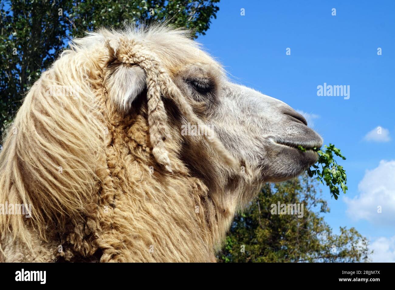 Cammello che mastica le foglie immagini e fotografie stock ad alta ...