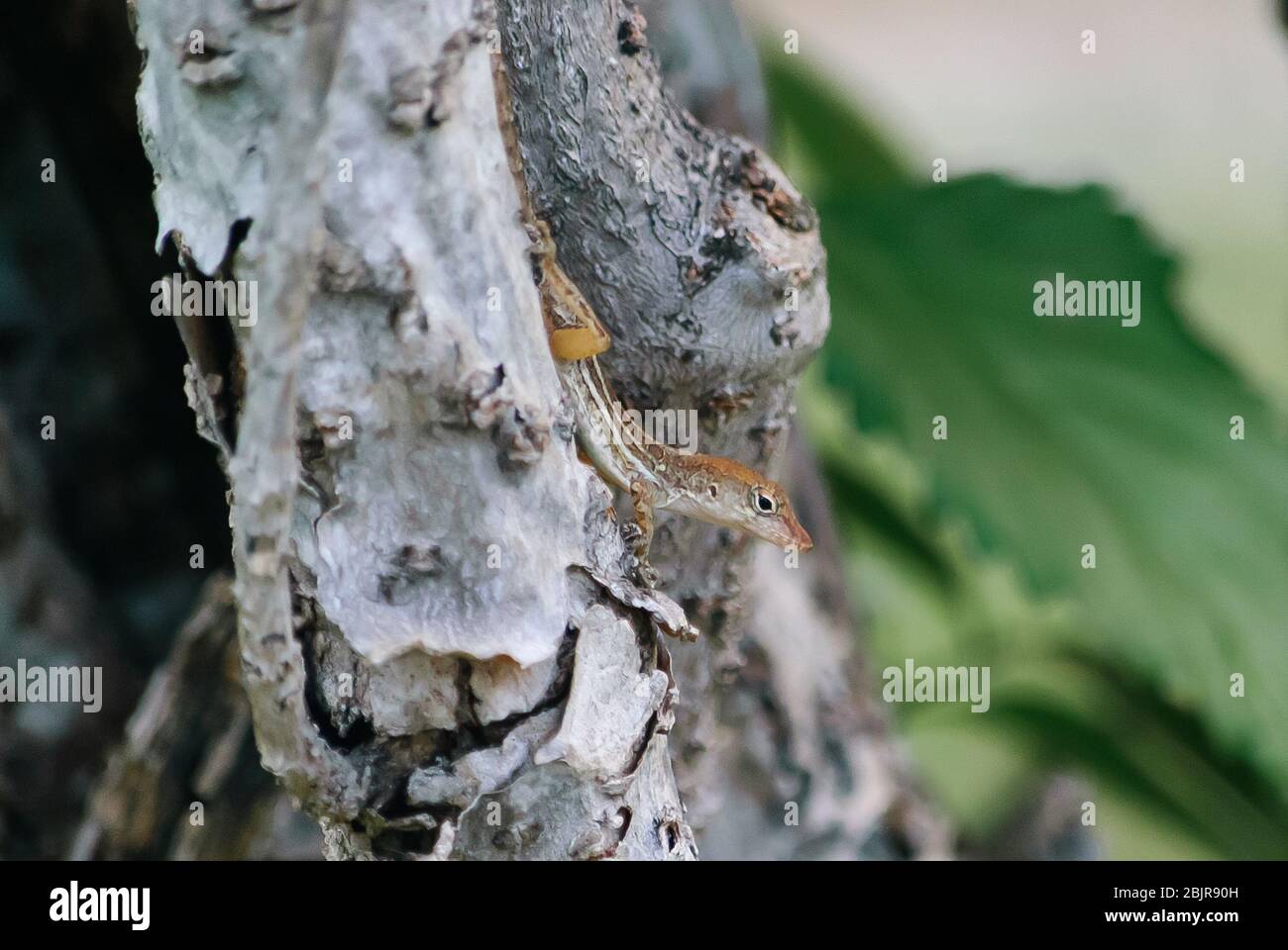Anolis lineatopus immagini e fotografie stock ad alta risoluzione - Alamy