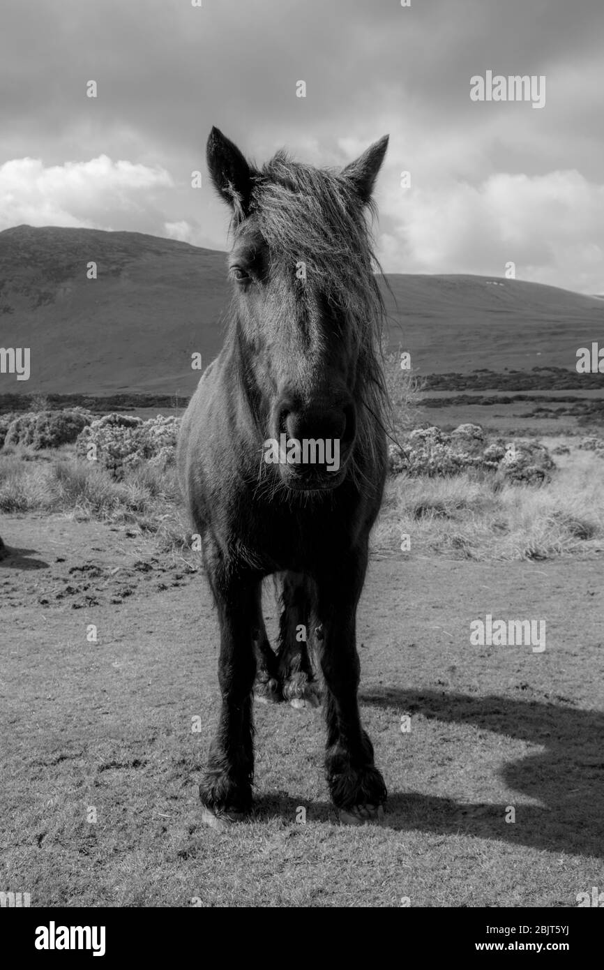 Pony uk Foto e Immagini Stock in Bianco e Nero - Alamy