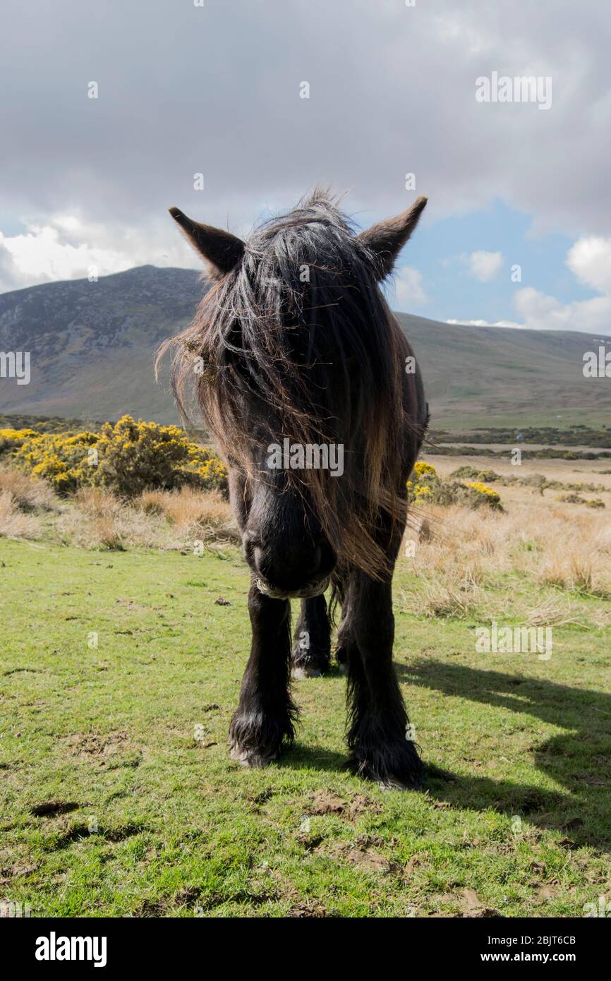Razze di pony native immagini e fotografie stock ad alta risoluzione ...