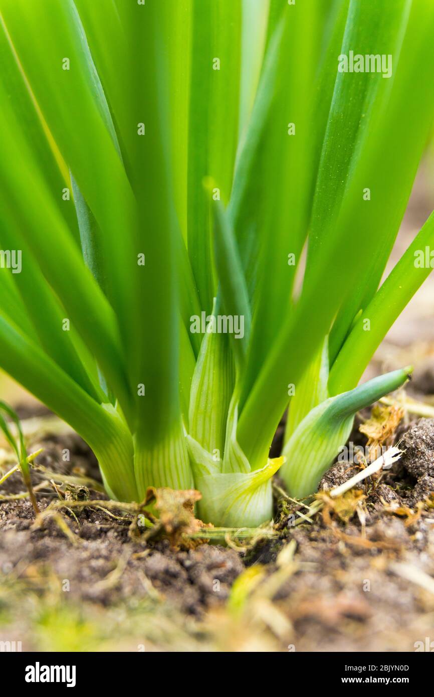 La cipolla coltivata immagini e fotografie stock ad alta risoluzione ...