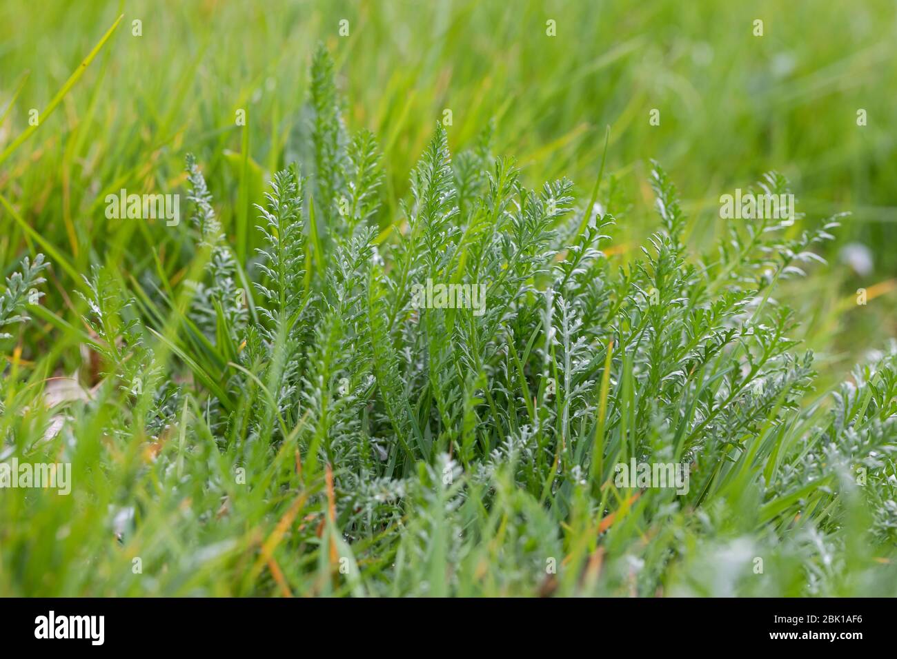 Schafgarbe, Gewöhnliche Schafgarbe, Wiesen-Schafgarbe, Schafgabe, Achillea millefolium, yarrow ...
