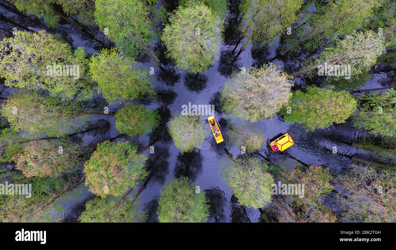 Parco della foresta acquatica delle zone umide del lago luyang immagini ...