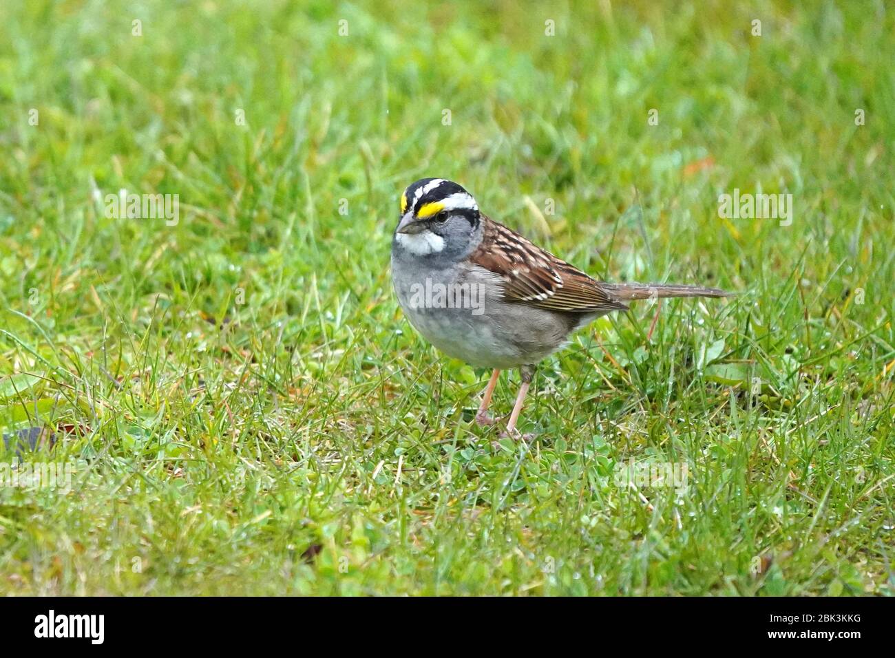 Passeri dalla gola bianca immagini e fotografie stock ad alta ...