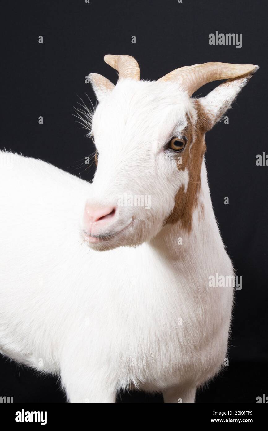 Capra in sfondo nero immagini e fotografie stock ad alta risoluzione ...