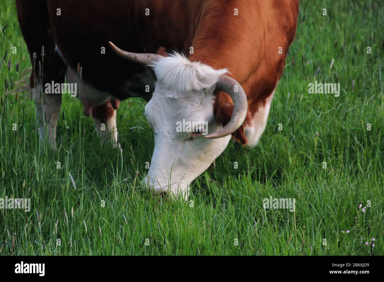 Mucca pascolo sfondo bianco immagini e fotografie stock ad alta ...