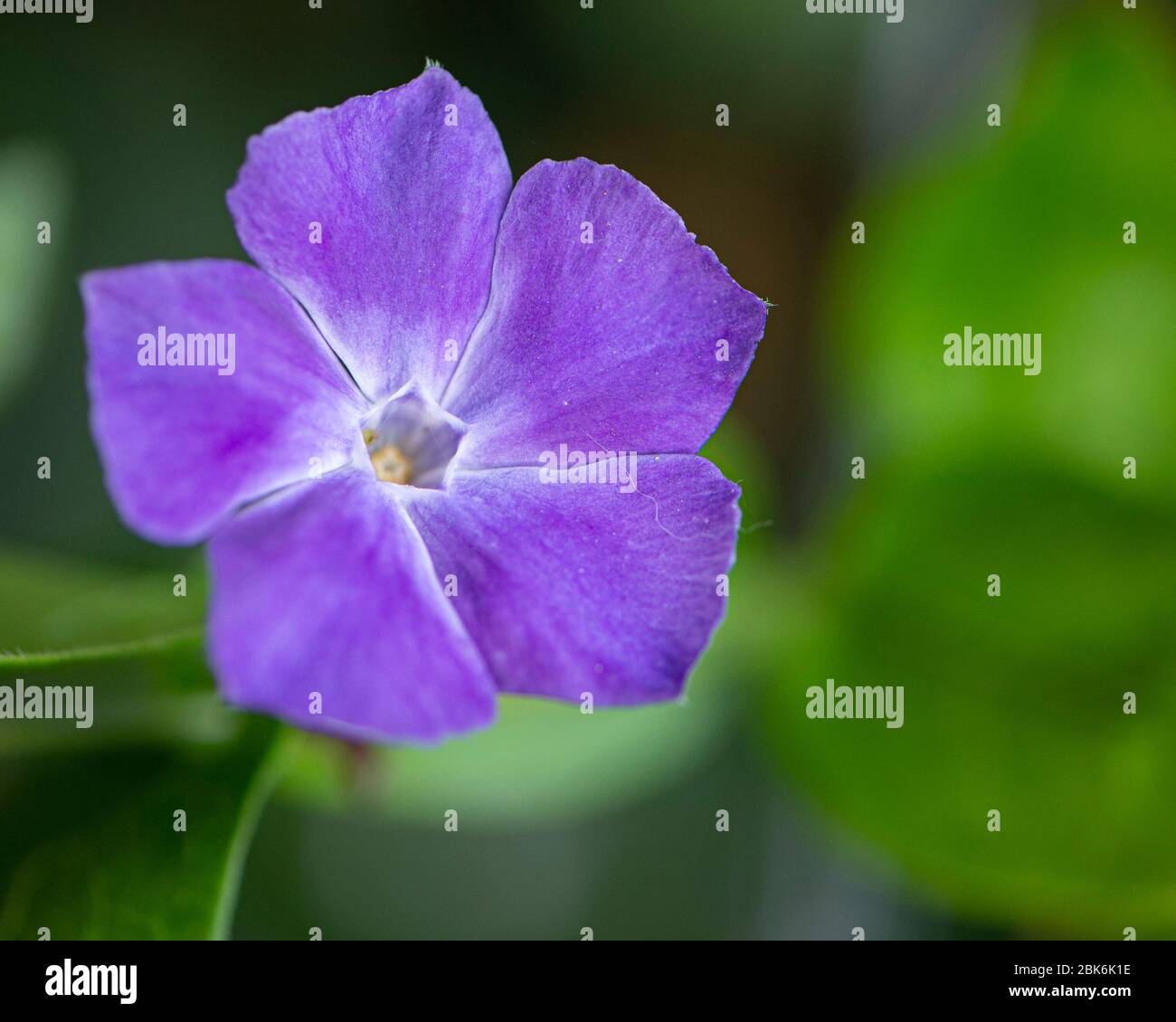 Blu pervinca immagini e fotografie stock ad alta risoluzione - Alamy