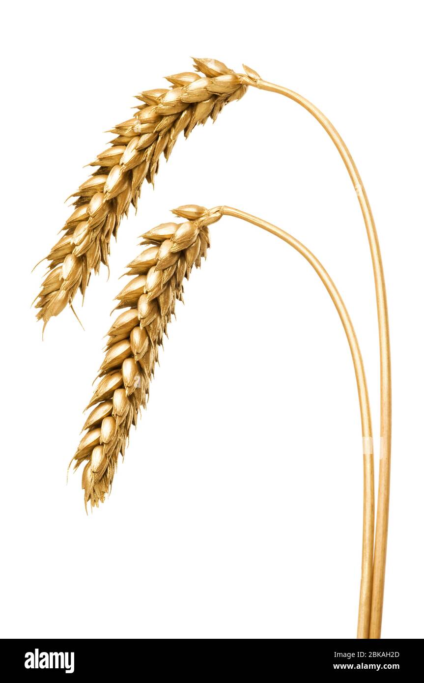 Spighe e grano di segale Immagini senza sfondo e Foto Stock ritagliate ...