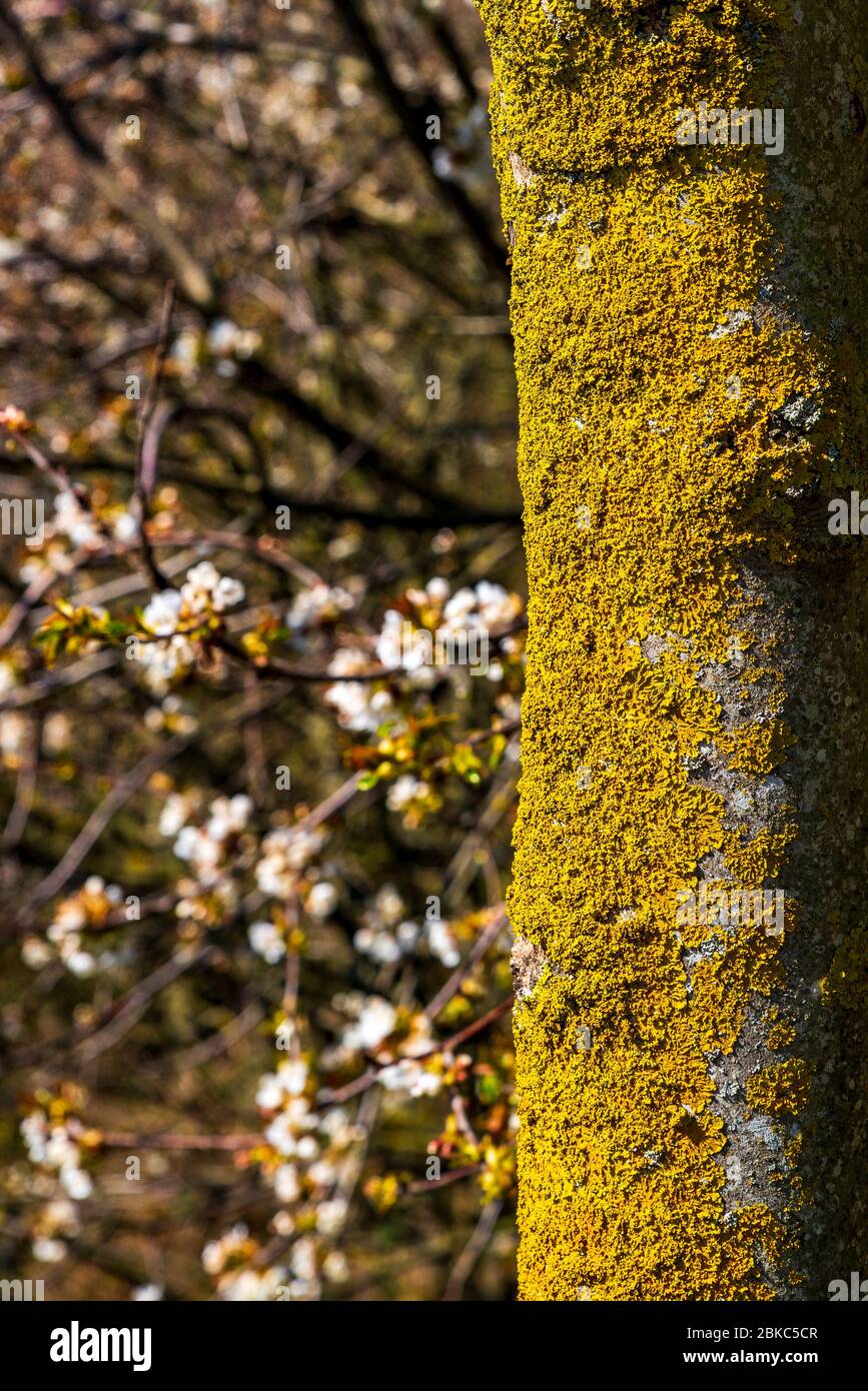 Tronco di ciliegio immagini e fotografie stock ad alta risoluzione - Alamy