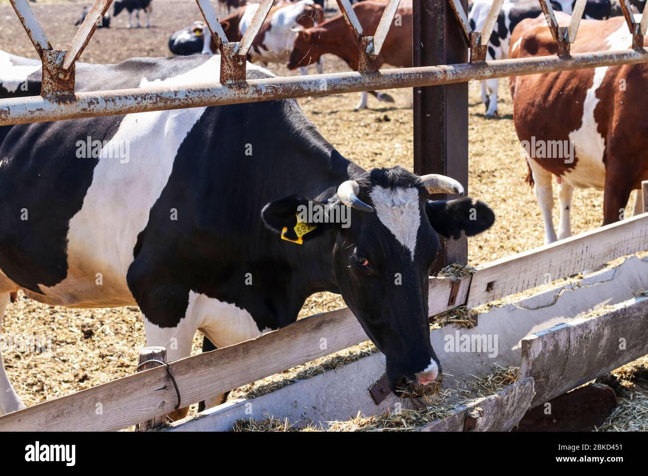 Zoccoli Bianchi Della Mucca Nera Immagini e Fotos Stock - Alamy