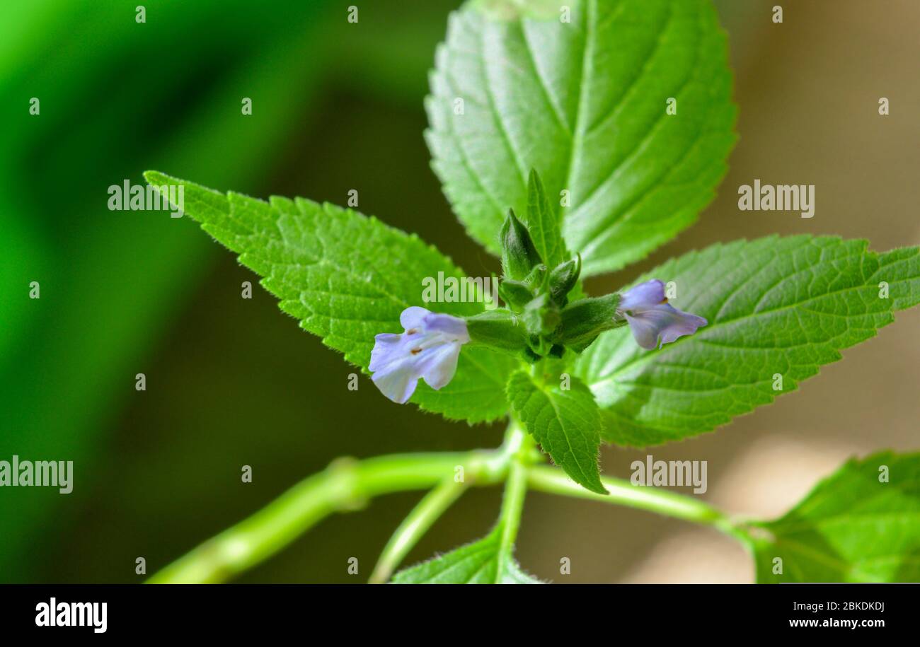 Pianta di chia immagini e fotografie stock ad alta risoluzione - Alamy