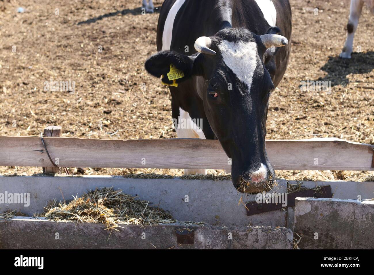 Zoccoli bianchi della mucca nera immagini e fotografie stock ad alta ...