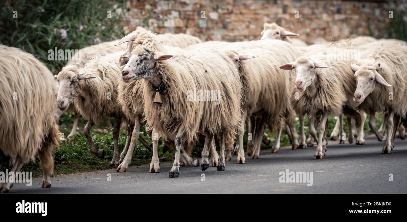 Capra sardegna immagini e fotografie stock ad alta risoluzione - Alamy