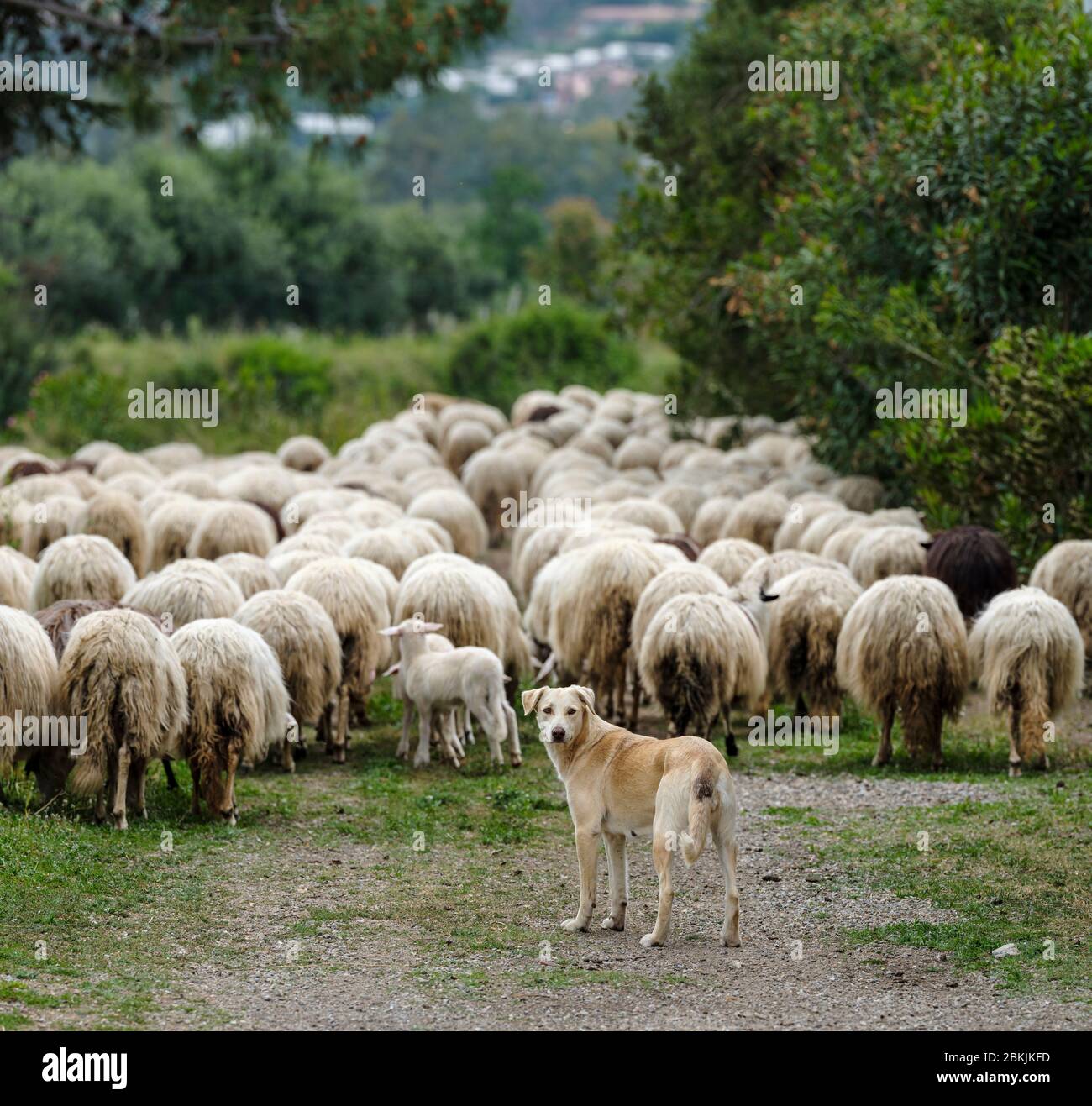 Capra sardegna immagini e fotografie stock ad alta risoluzione - Alamy