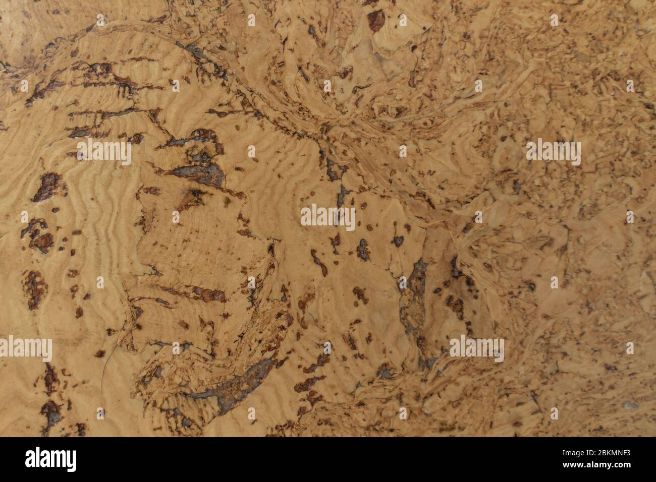 Albero di balsa immagini e fotografie stock ad alta risoluzione - Alamy