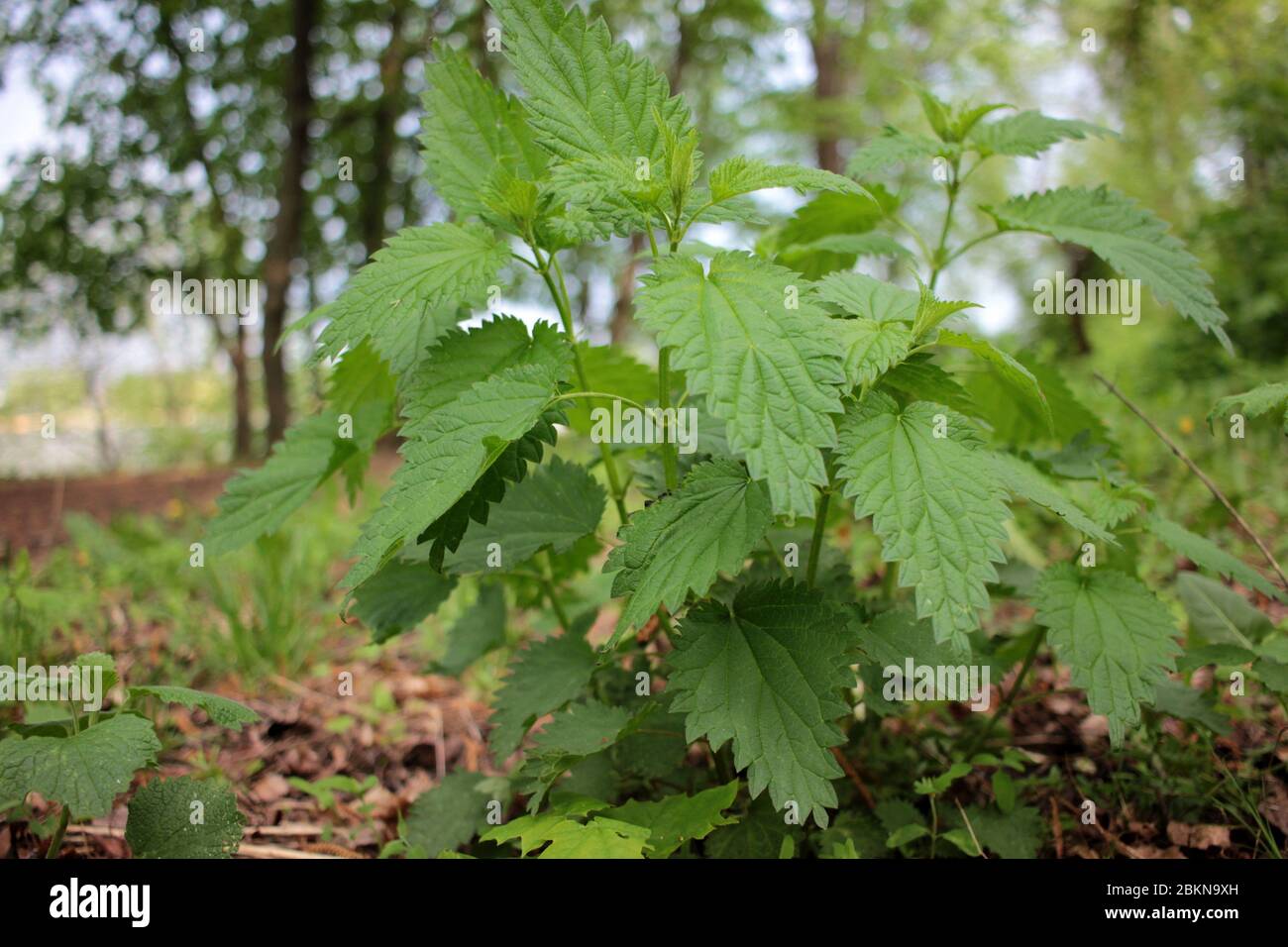 Esta planta tiene usos en medicina tradicional immagini e fotografie ...