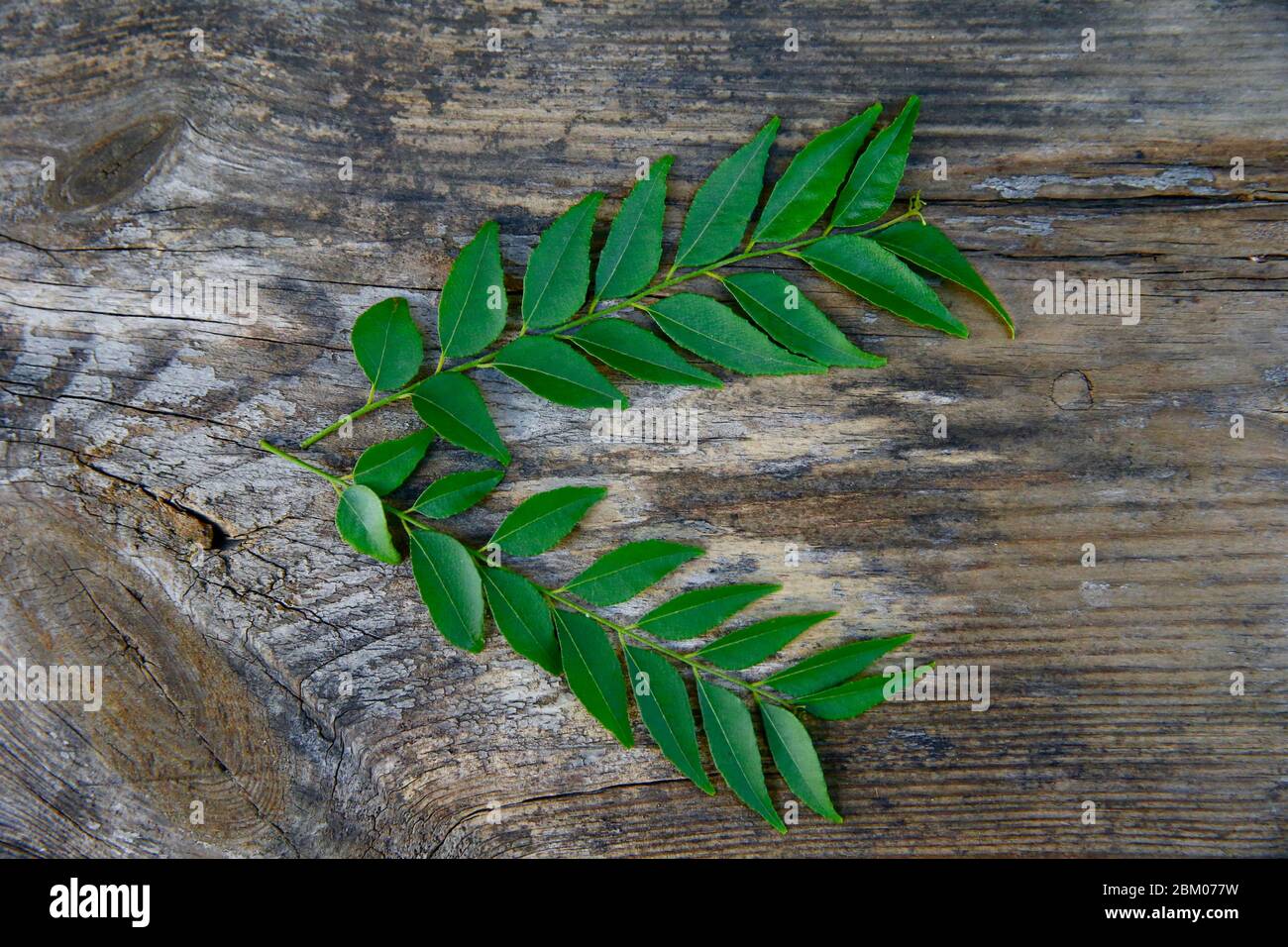 Pianta di curry bio immagini e fotografie stock ad alta risoluzione - Alamy