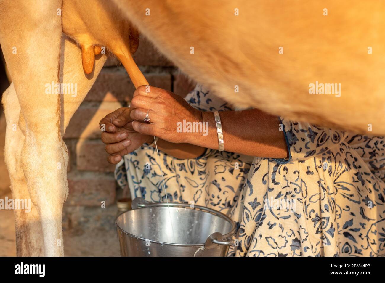 Mungere Una Mucca A Mano Immagini e Fotos Stock - Alamy