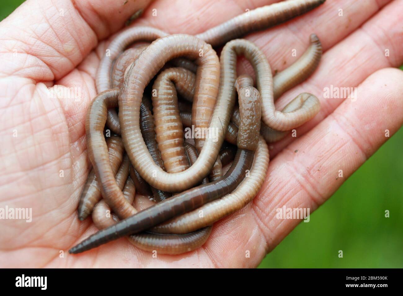 Lombrichi lumbricus terrestris immagini e fotografie stock ad alta ...