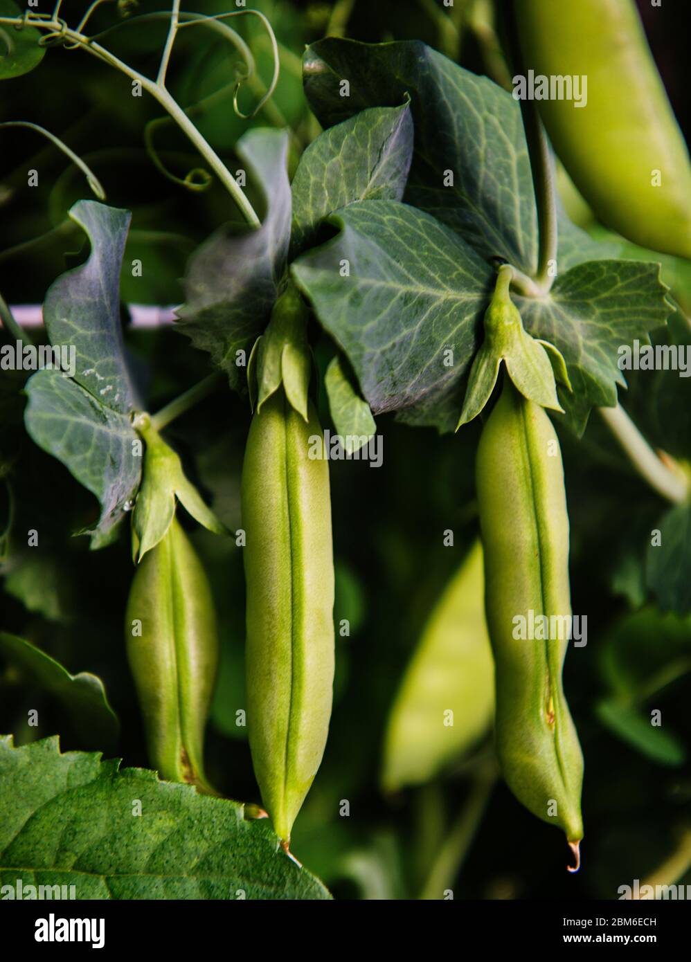 Pisello fresco immagini e fotografie stock ad alta risoluzione - Alamy