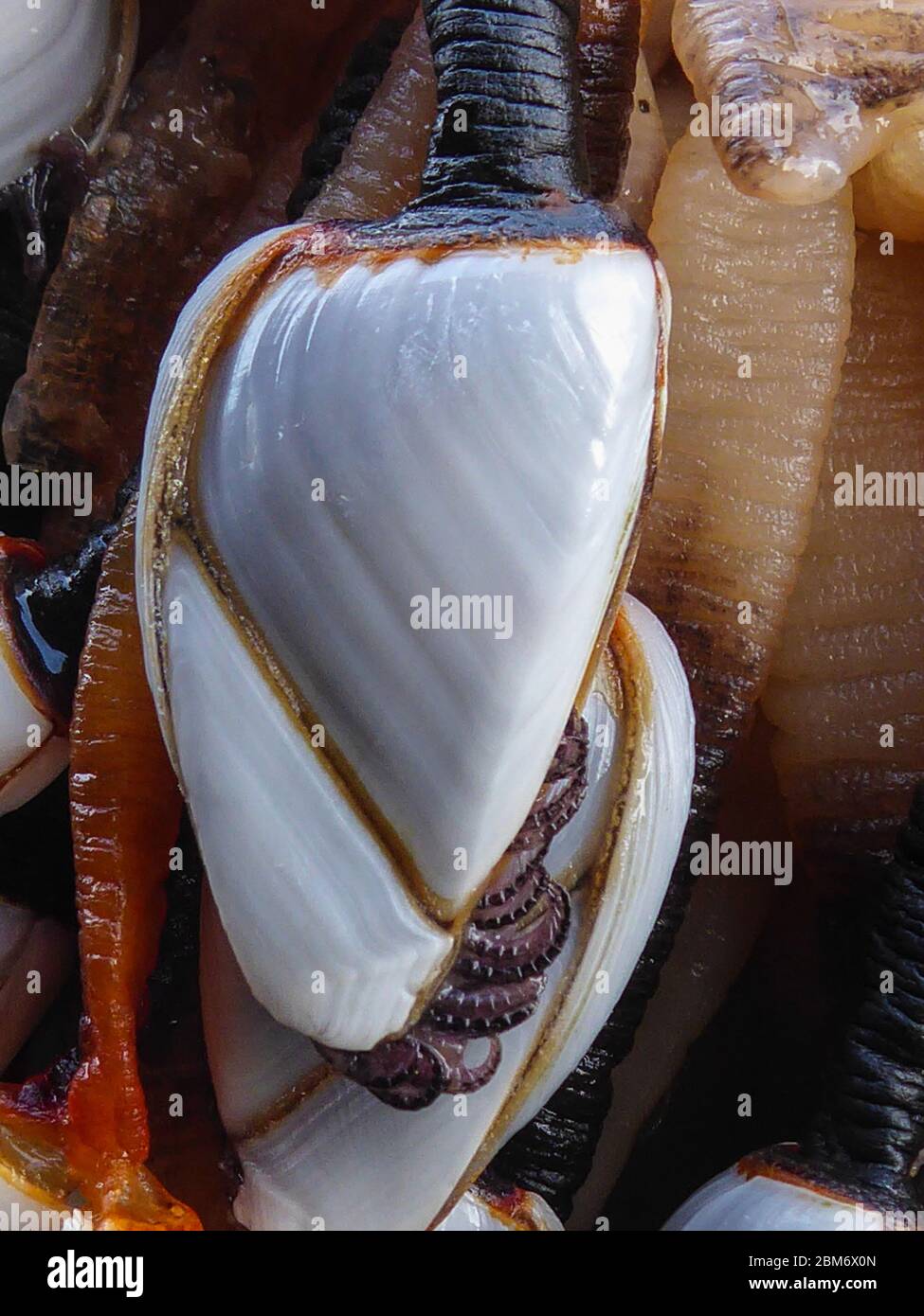 Cirripedi a stelo immagini e fotografie stock ad alta risoluzione - Alamy