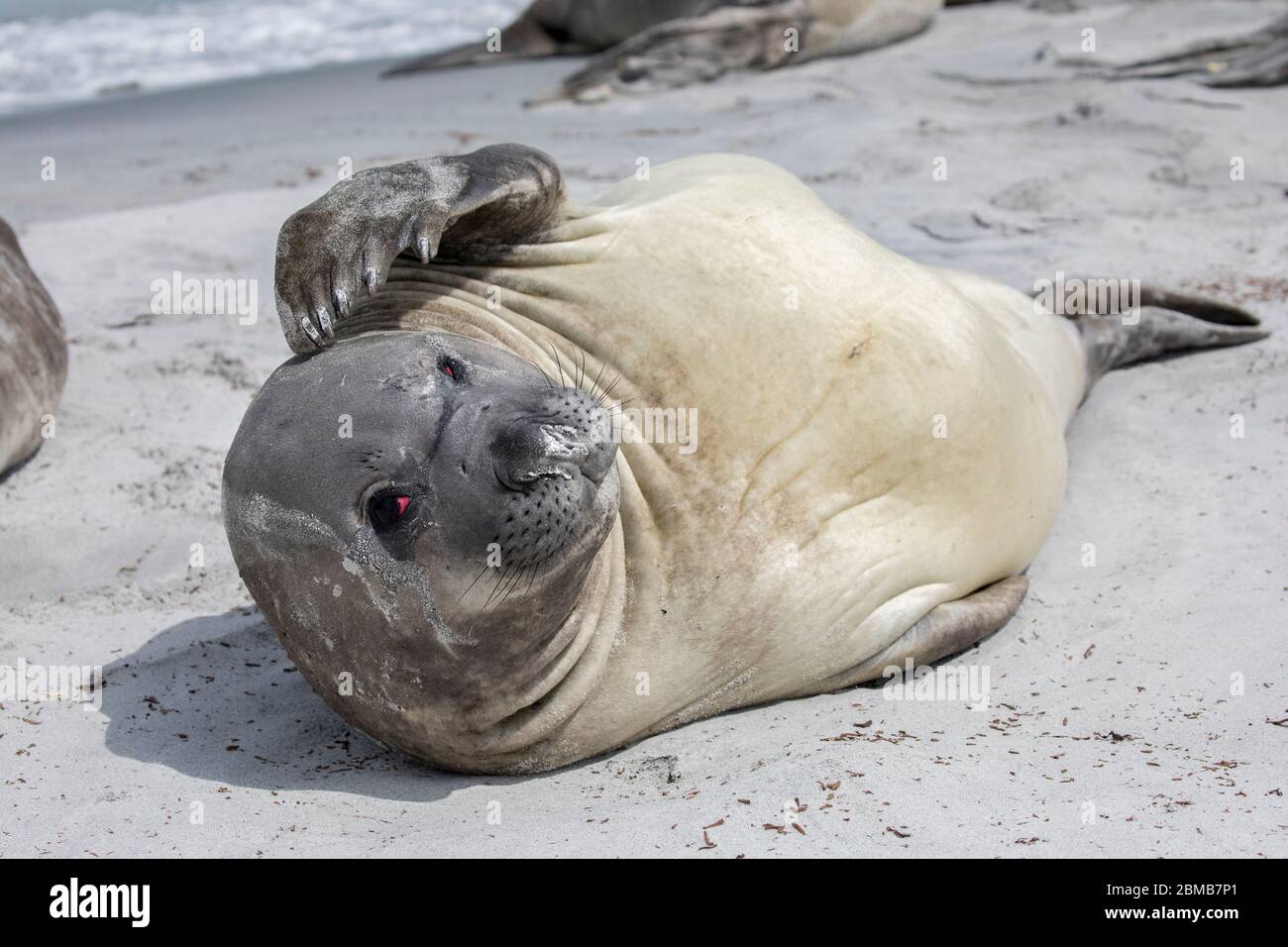 Spiaggia di foche elefanti immagini e fotografie stock ad alta ...