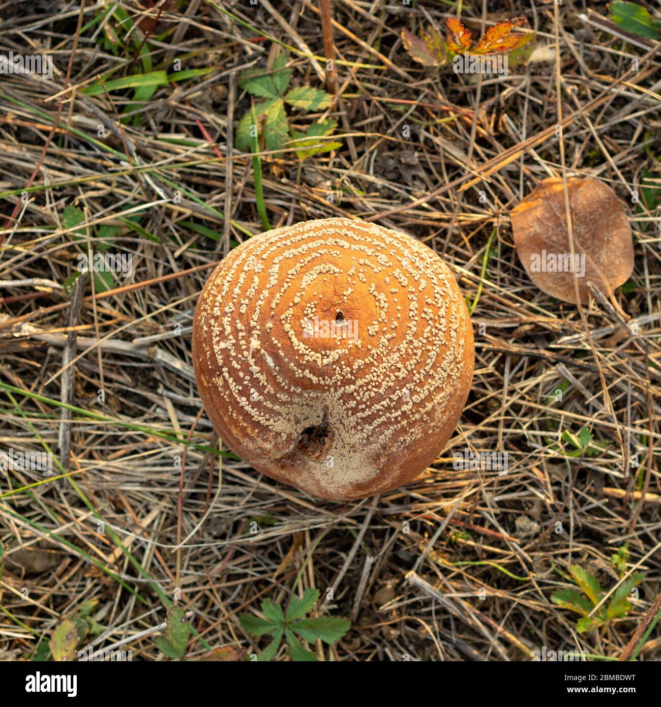 Mela monilinia fructigena immagini e fotografie stock ad alta ...