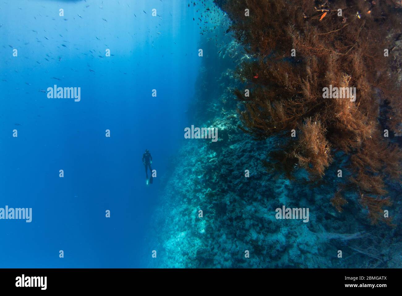 Immersioni in apnea immagini e fotografie stock ad alta risoluzione - Alamy