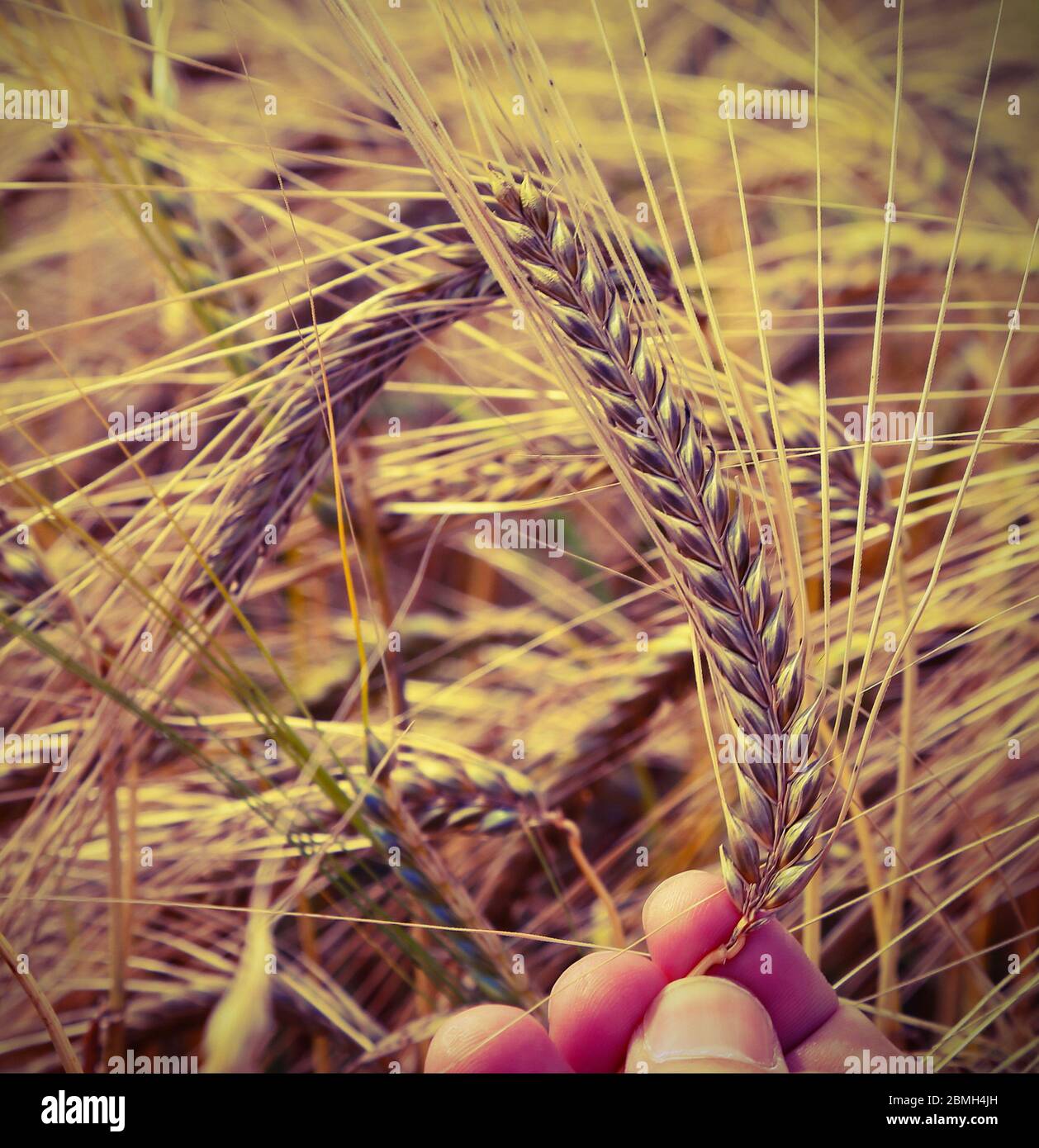 Contadino che raccoglie grano immagini e fotografie stock ad alta ...