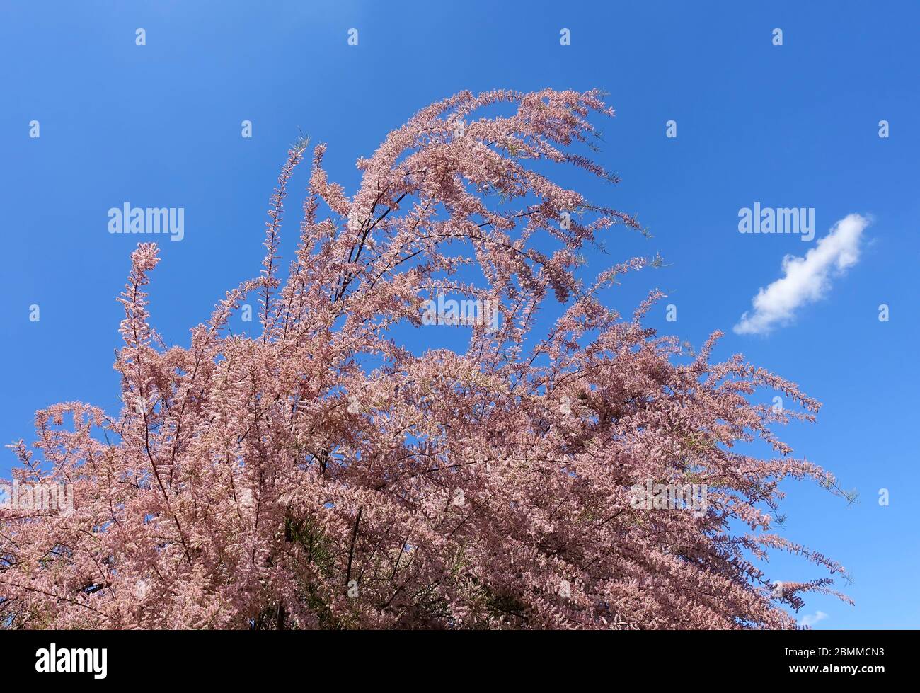 Pianta Di Tamerici Immagini e Fotos Stock - Alamy