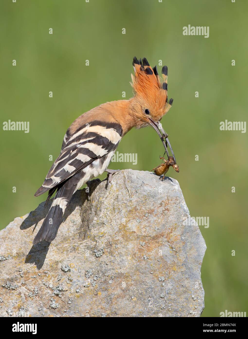 Upupa epos immagini e fotografie stock ad alta risoluzione - Alamy
