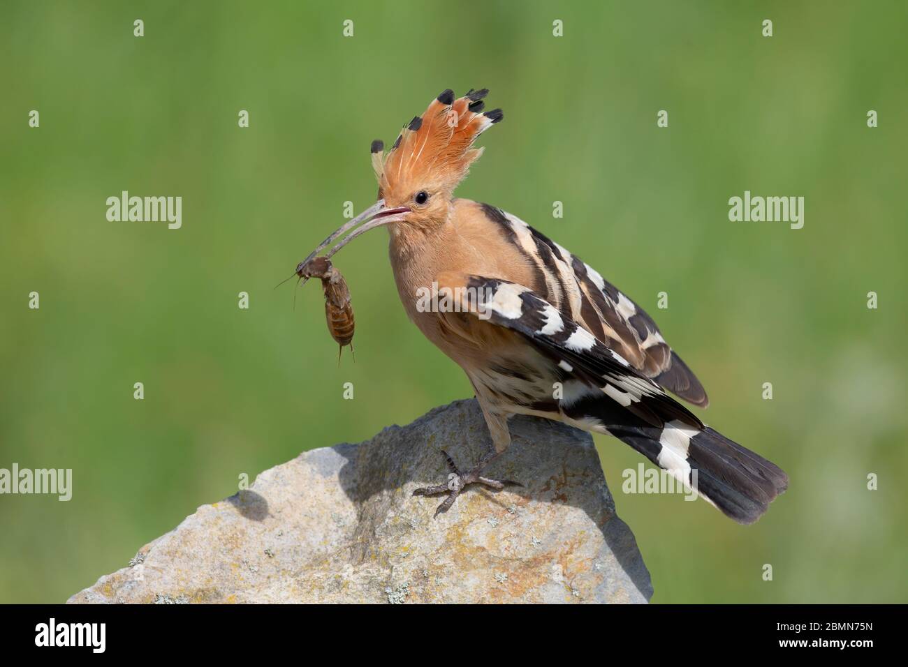 Upupa epos immagini e fotografie stock ad alta risoluzione - Alamy
