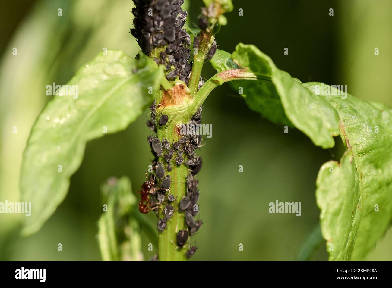 Problema dei parassiti delle piante da giardino immagini e fotografie ...
