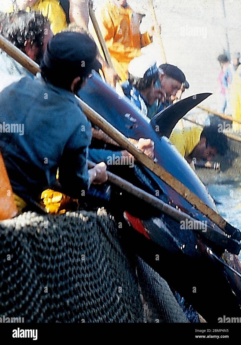 Mattanza favignana immagini e fotografie stock ad alta risoluzione - Alamy