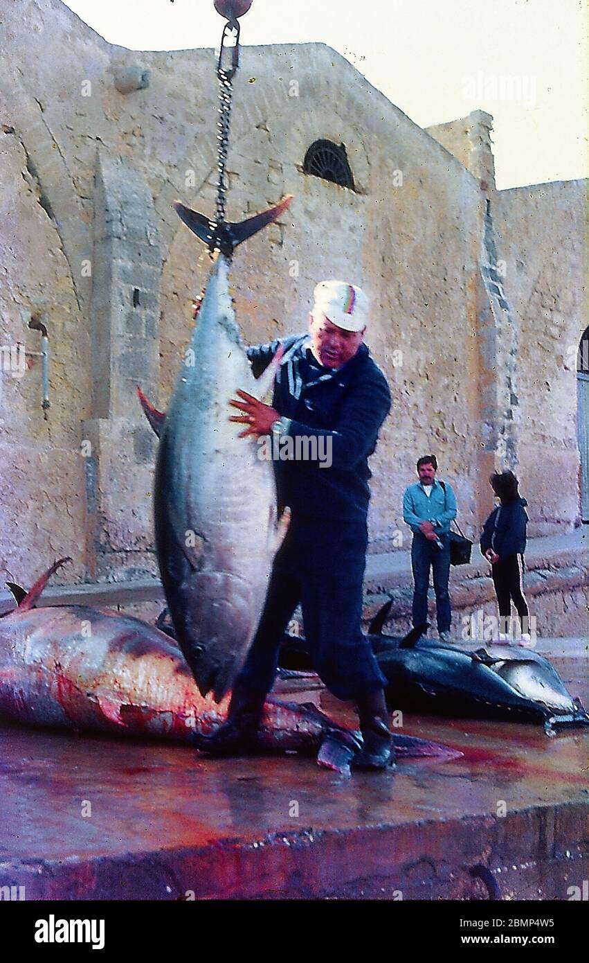 Mattanza favignana immagini e fotografie stock ad alta risoluzione - Alamy