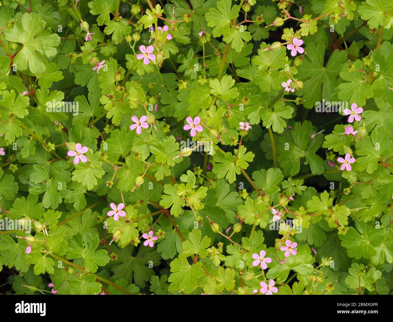 Piccolo fiore rosa a cinque petali immagini e fotografie stock ad alta ...